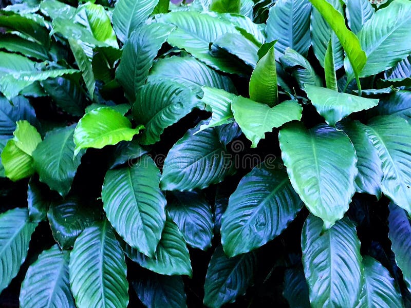 Lush Green Plants in the Park Stock Photo - Image of lush, natural ...