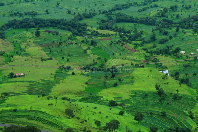 Lush Green Prosperous Paddy Fields Stock Image - Image of rich, spread ...