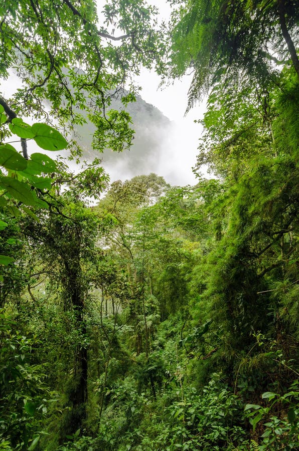 Mist Shrouded Forest stock photo. Image of leaves, white - 30168348