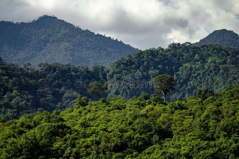 Lush Rainforest and Distant Mountains Under Cloudy Sky. Stock Photo ...