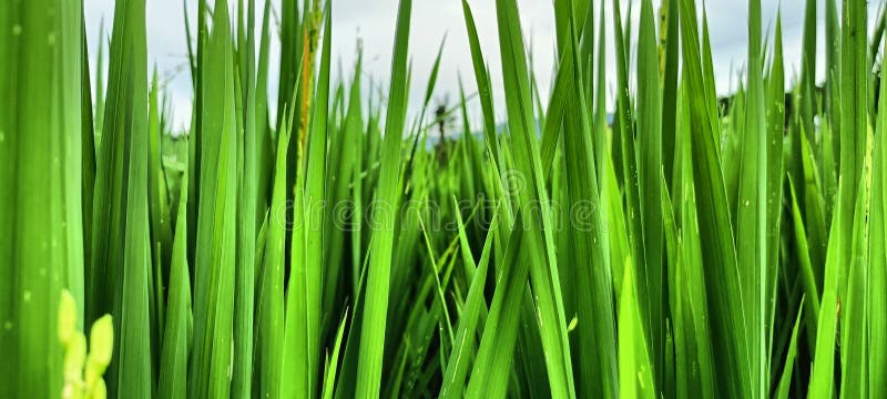Lush Green Rice Field Blades Stock Photo - Image of paddy, green: 366627932