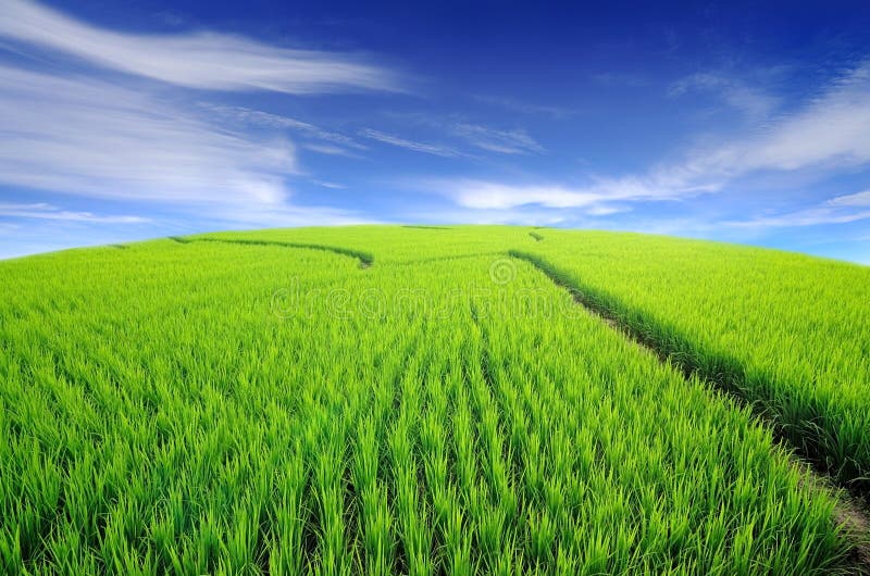 Lush Green Rice Field And Blue Sky Stock Photography - Image: 19566202