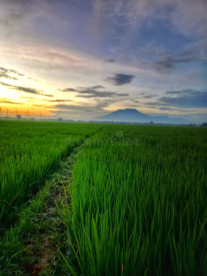 A Lush Green Rice Field with a Narrow Path Running through it. in Stock ...