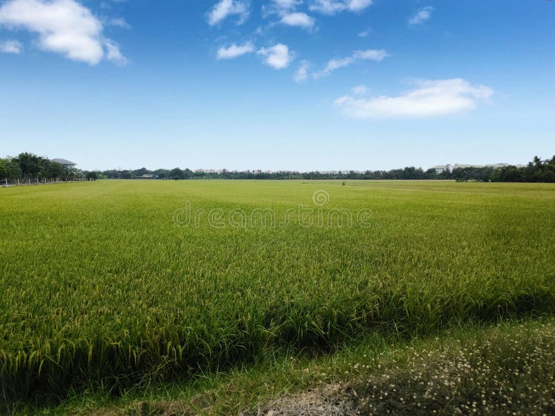 Lush Green Rice Field Under Clear Blue Sky Stock Photo - Image of crop ...