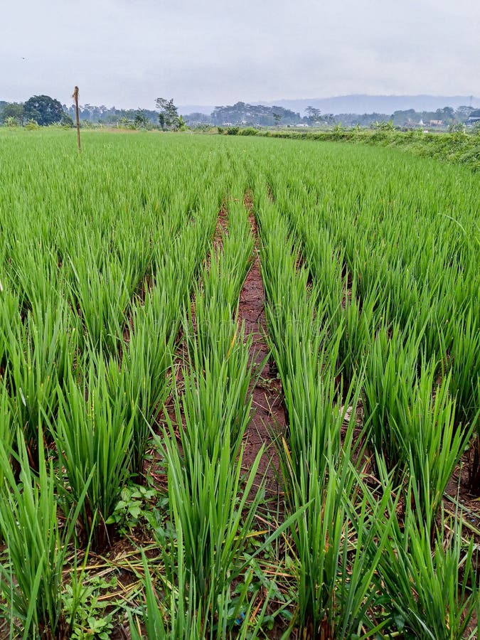 A Lush Green Rice Field Under a Cloudy Sky in the Countryside. Stock ...