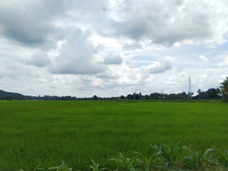 Lush Green Rice Field Under Cloudy Sky in Rural Area Stock Photo ...