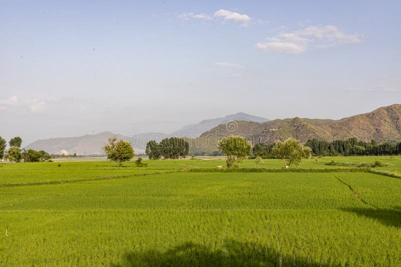 Lush Green Rice Fields Beautiful Landscape Scenery View Stock Image ...