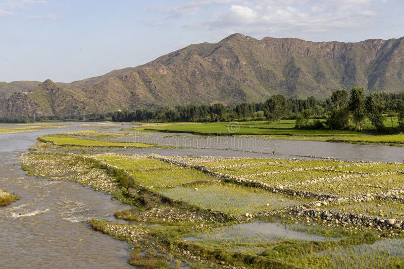 Lush Green Rice Fields in the Middle of River Swat, Pakistan Stock ...