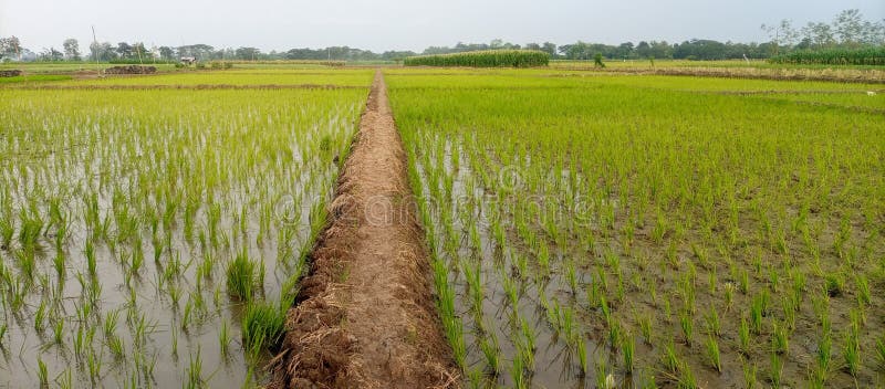 Lush Green Rice Fields: Newly Planted Green Rice Fields that Thrive in ...