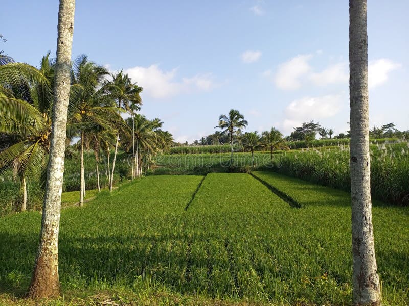 Lush Green Rice Fields with Palm Trees in Asia Stock Photo - Image of ...