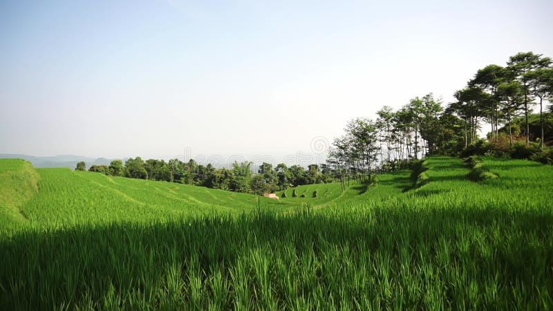 Lush Green Rice Fields in Serene Landscape Stock Video - Video of flora ...