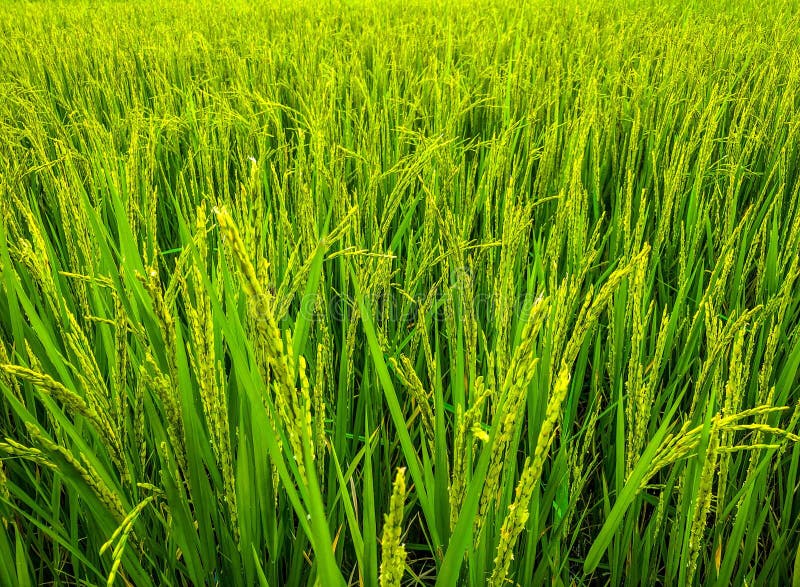 Lush Green Rice Fields,small Plots Cultivated by Nature. Stock Image ...