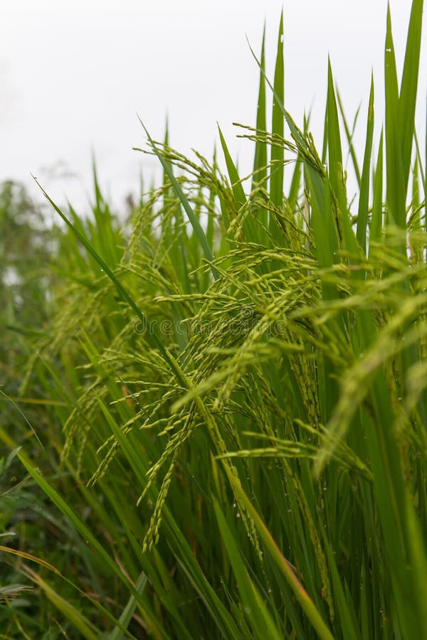 Lush Green Rice Fields, Small Plots Cultivated Stock Photo - Image of ...