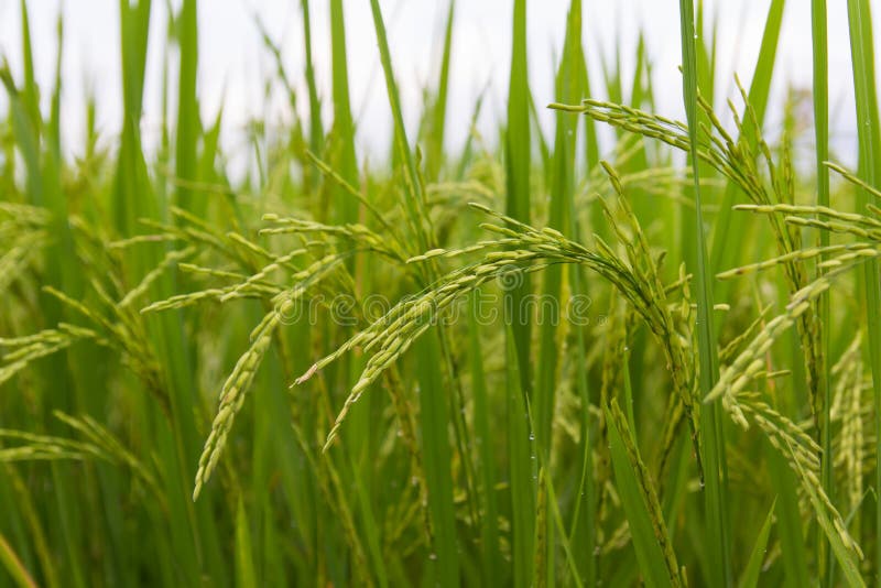 Lush green rice fields stock image. Image of cultivated - 46152641