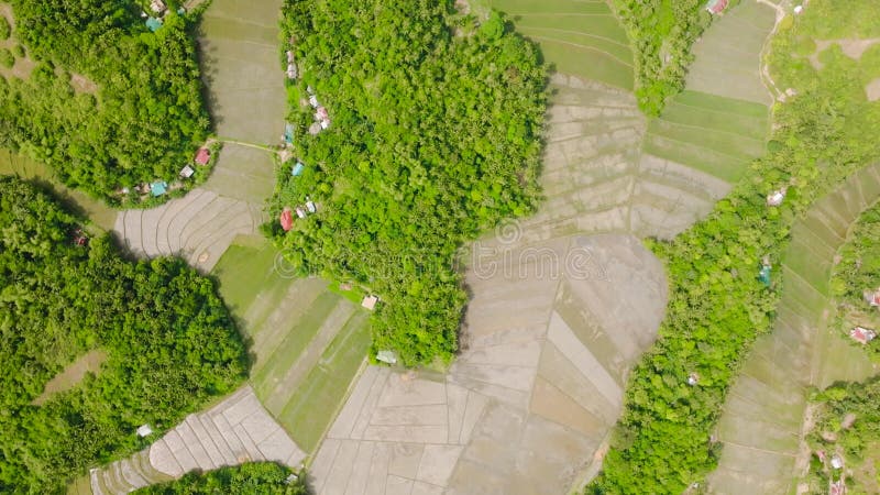 Lush Green Rice Fields and Trees. Santa Fe, Tablas, Romblon ...