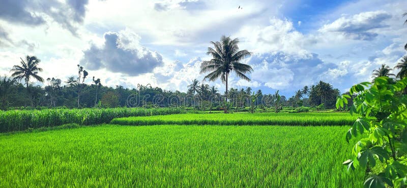 Lush Green Rice Fields Tumpang Malang Indonesia Stock Image - Image of ...