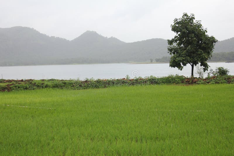 A Lush Green Rice Paddy Field and a Lake View. Stock Image - Image of ...