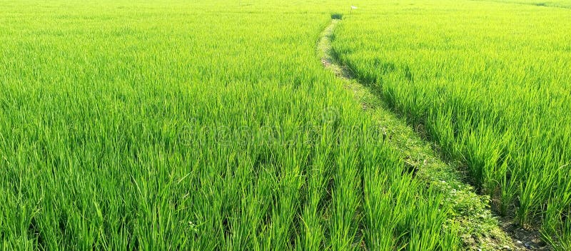 Lush Green Rice Paddy Field with Path Stock Photo - Image of farm ...