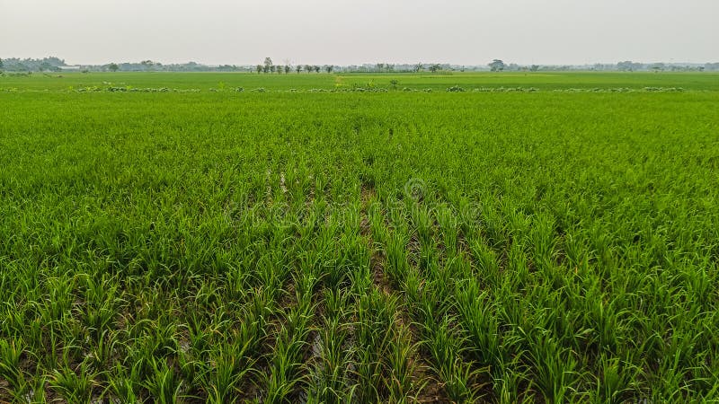 Lush Green Rice Paddy Field Under a Cloudy Sky in East Java, Indonesia ...