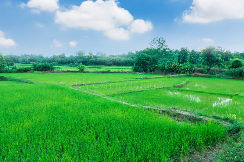 Lush Green Rice Paddy Fields Stock Image - Image of clouds, beautiful ...