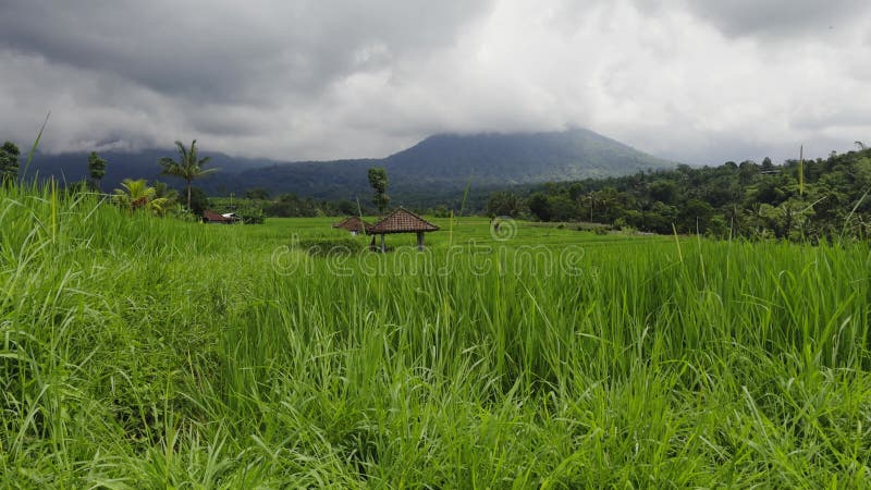 Lush Green Rice Paddy Fields with Mountain Backdrop on a Cloudy Day ...