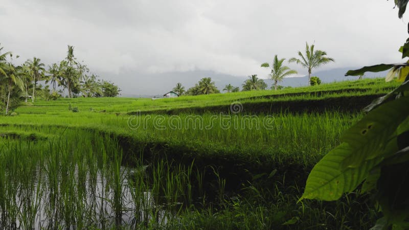 Lush Green Rice Paddy Fields with Mountain Backdrop on a Cloudy Day ...