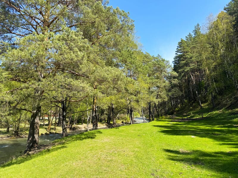 Lush Green Riverbank Trees Clear Blue Sky Tranquil Forest Setting Stock ...