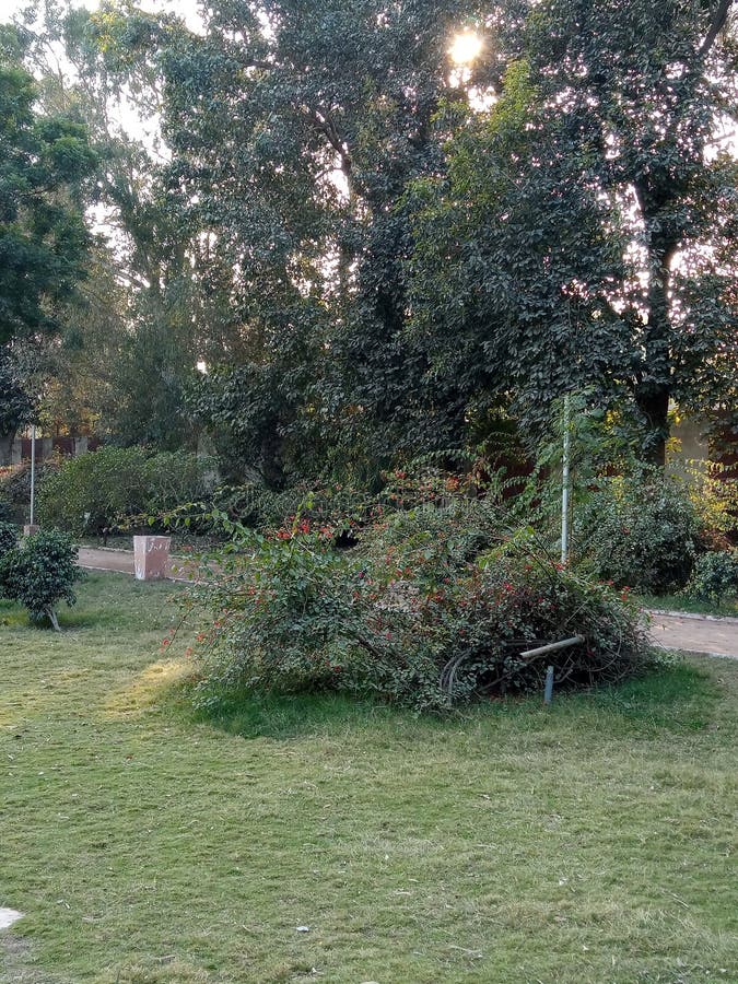 Lush Green Shrubs and Trees Stock Photo - Image of lush, backyard ...