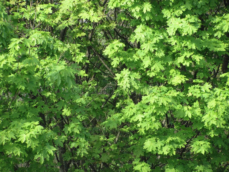 Lush green spring foliage stock photo. Image of color - 192346824
