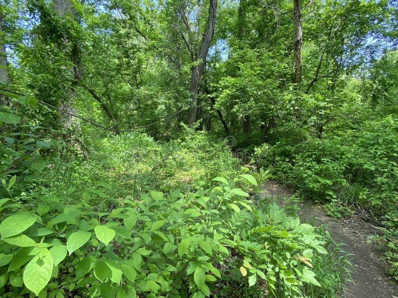 Lush Green Spring Landscape and Path through the Forest in May Stock ...