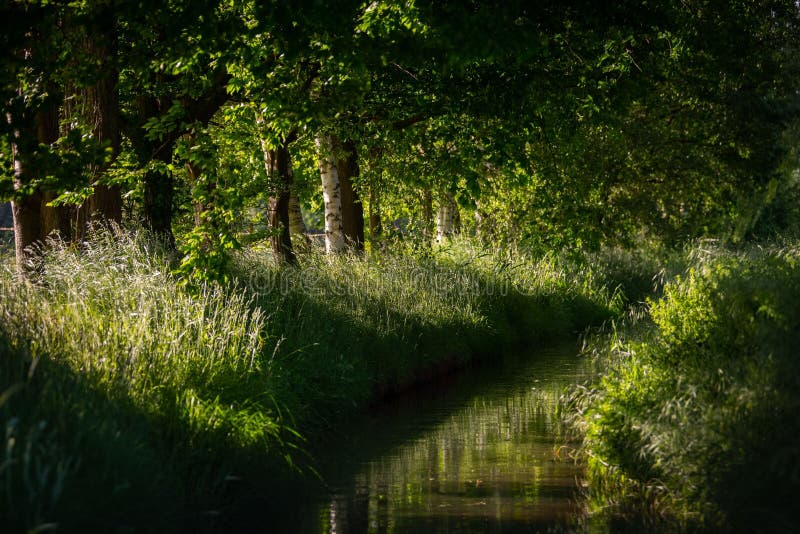 A Stream Yieldes beside Some Trees on a Forest Trail Stock Photo ...
