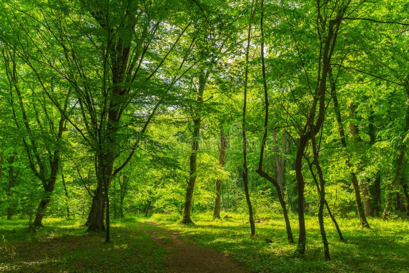 Lush Green Summer Forest Landscape. Nature Wallpaper Stock Photo ...