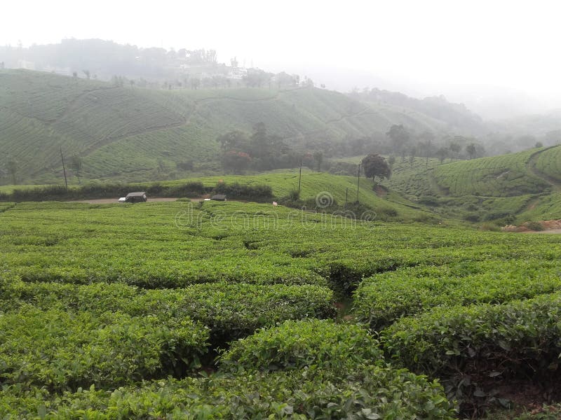 Lush green tea estate stock image. Image of nature, lush - 142185183