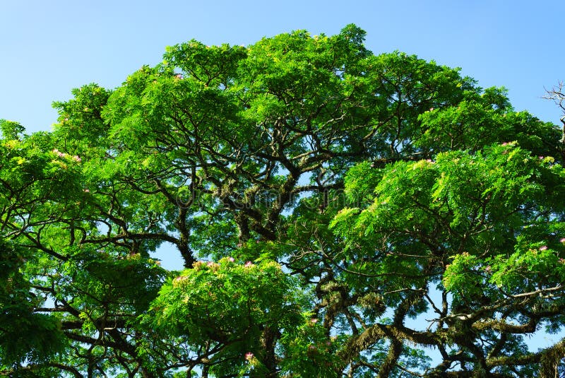 Lush green top of the tree stock photo. Image of closeup - 272496974