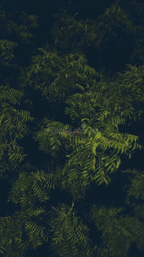 Lush green tree stock photo. Image of pattern, design - 211600102