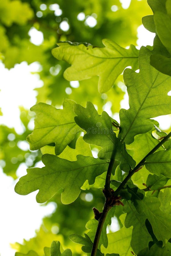 Lush, Green Tree Branch Extending Out from a Full Canopy of Emerald ...