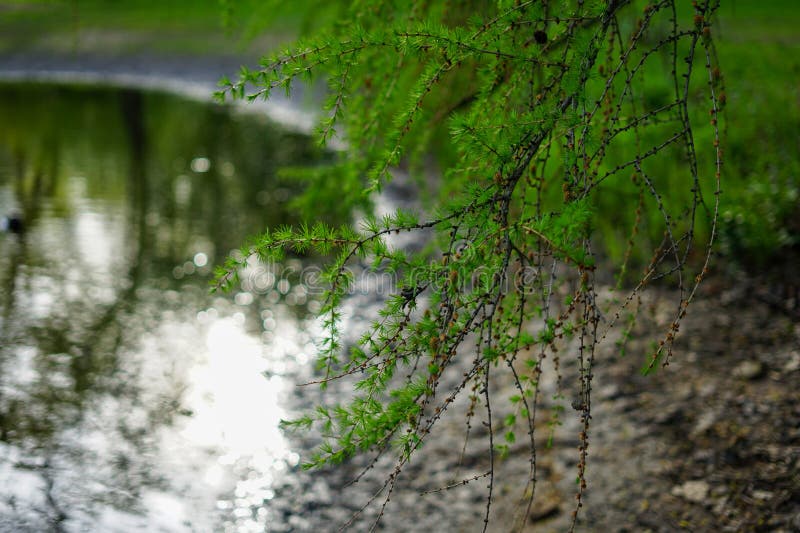 Overlooking a Calm River with Surrounding Trees Stock Photo - Image of ...