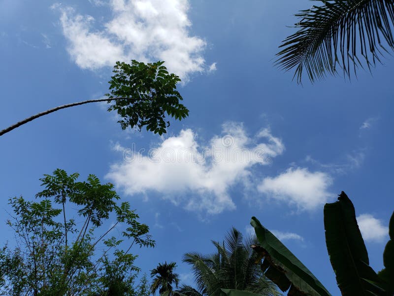 Lush Green Tree Branches Against a Blue Sky with White Clouds Stock ...