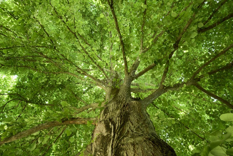 Lush Green Tree Canopy from Below Stock Image - Image of verdant ...