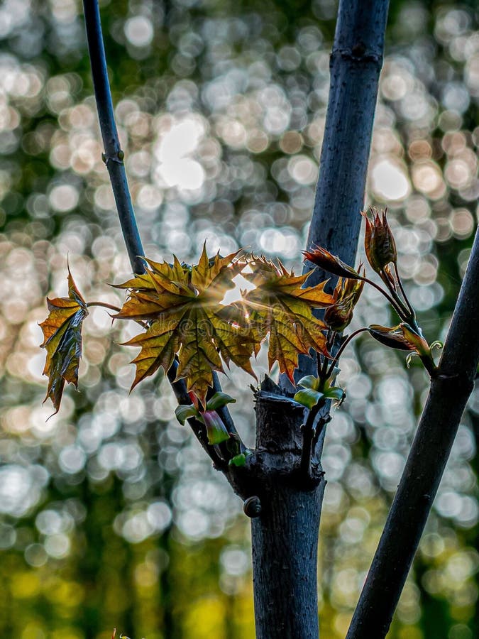 Lush Green Tree with a Canopy of Leaves on Its Branches. Stock Image ...