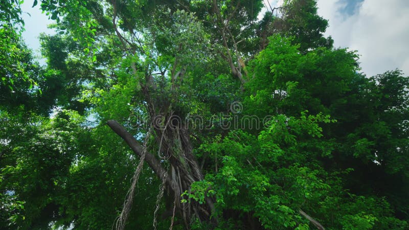 Lush Green Tree Canopy in Nature Stock Video - Video of rain, summer ...