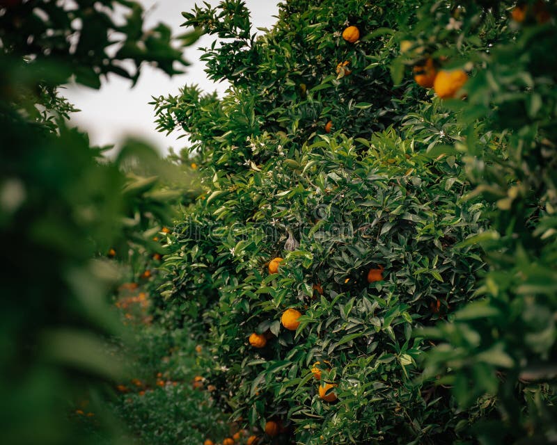 Lush Green Tree with a Group of Orange Seedlings Hanging from the ...