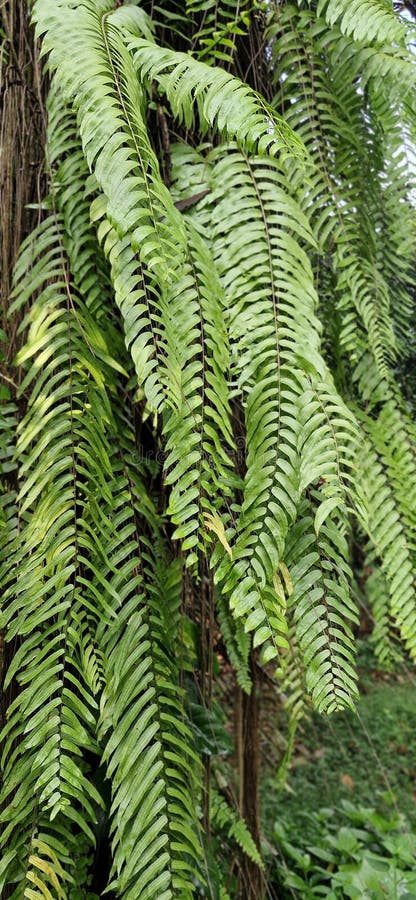 The Lush Green Tree Like Long Hair Stock Image - Image of lush, long ...