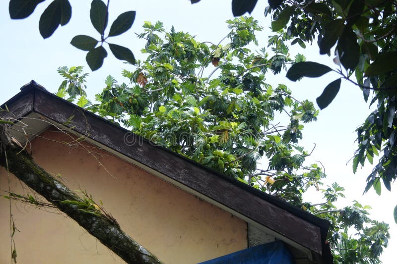 Lush Green Tree Over a Rustic House Roof Surrounded by Leaves Stock ...