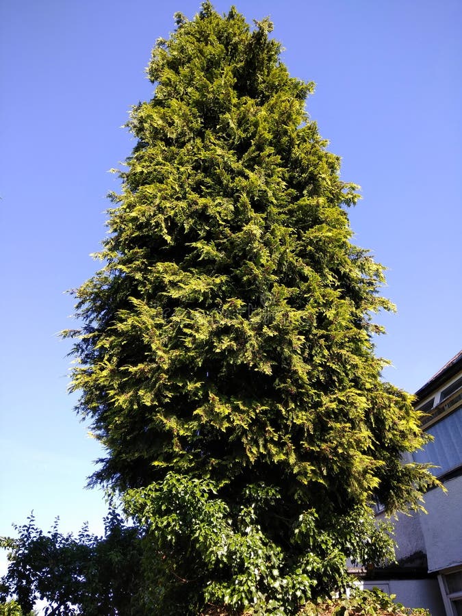 Lush Green Tree on a Residential Sidewalk Stock Image - Image of plant ...