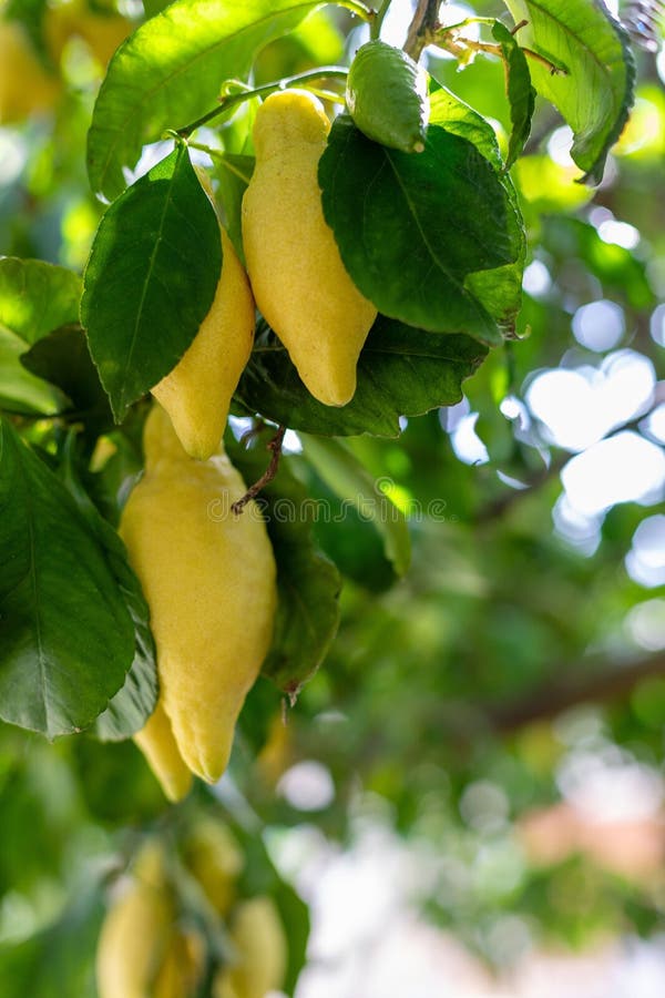 Lush Green Tree with Several Bright Yellow Citrus Fruits Hanging from ...