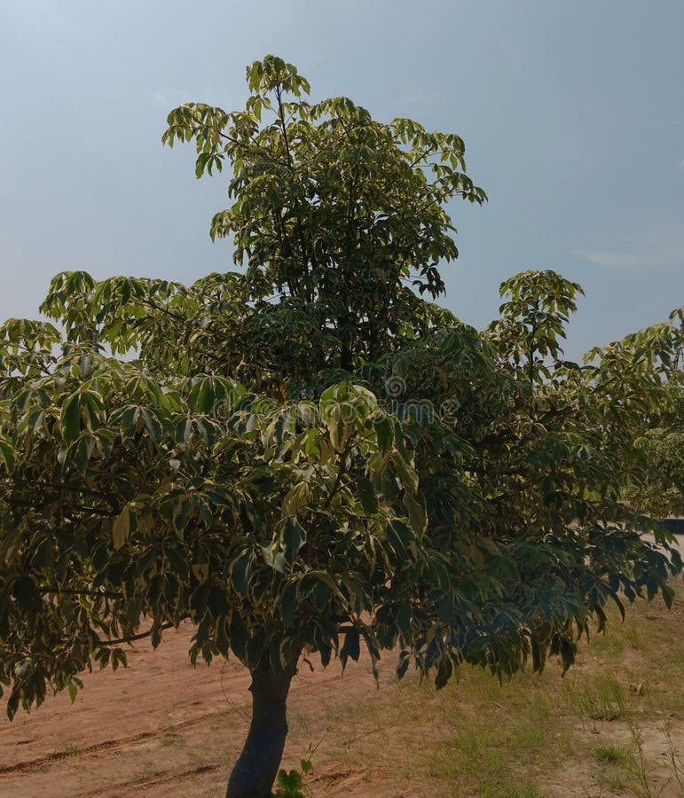 A Lush Green Tree Standing Under a Clear Sky Stock Photo - Image of ...