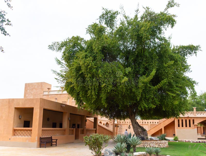 Green Tree, Earthen Architecture Stock Image - Image of building ...