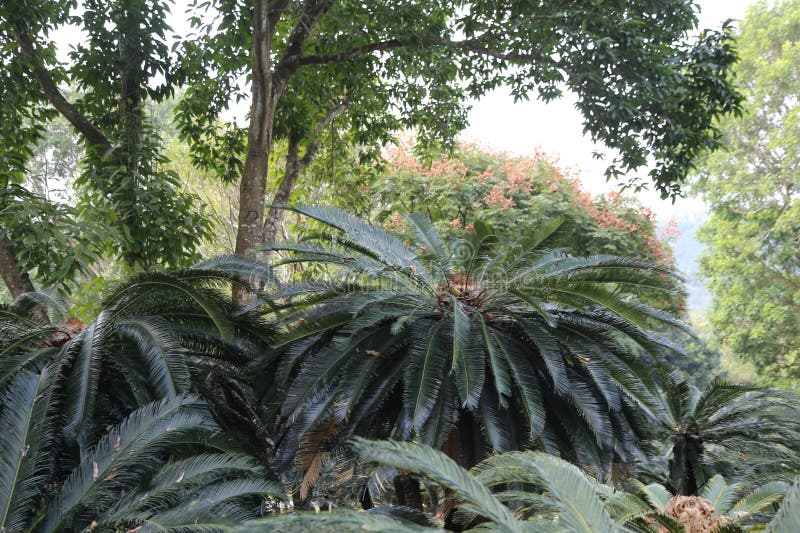 A Lush Green Tree with a Thick Trunk and Many Branches Stock Photo ...