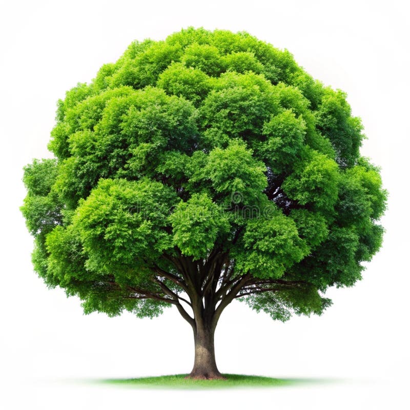 Lush Green Tree White Background Stock Illustration - Illustration of ...
